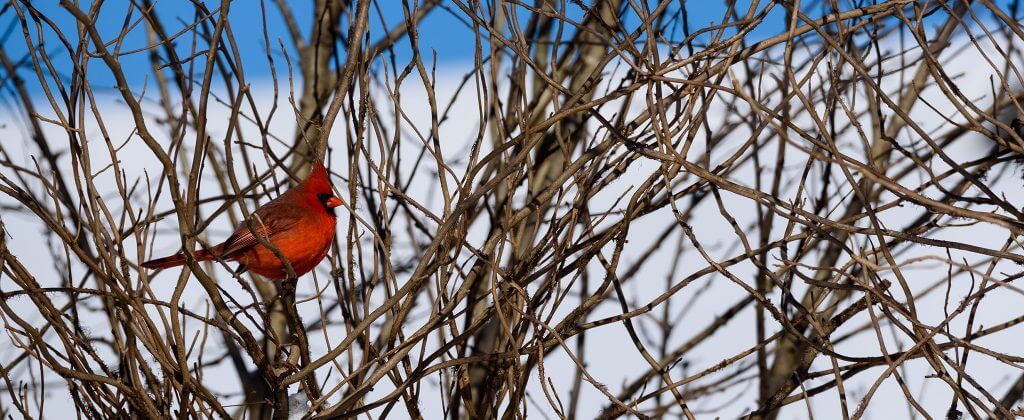 Contact Us | The Red Bird Center